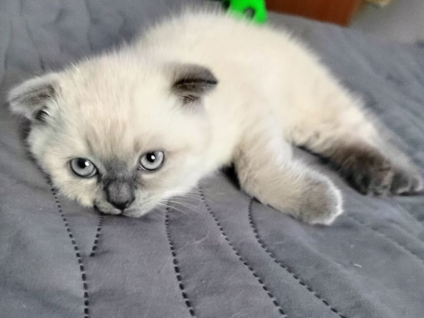 Шотландские вислоухие котята