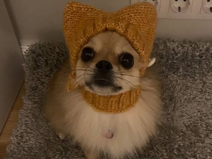 Шапочка для чихуахуа