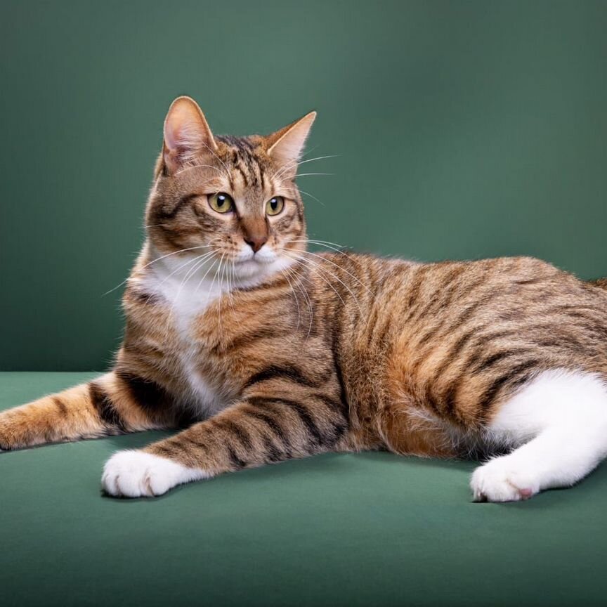 Курильский бобтейл