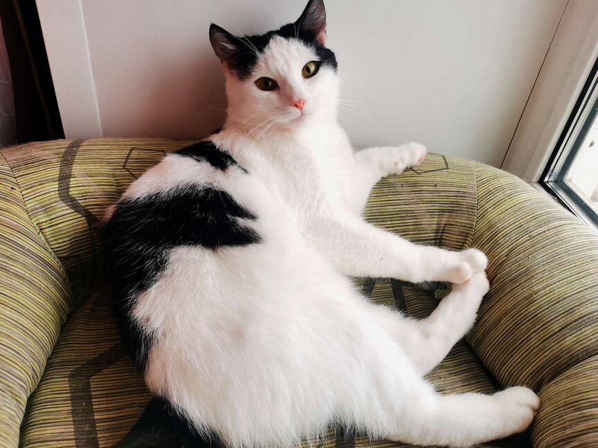 Котик Лёнечка в добрую семью