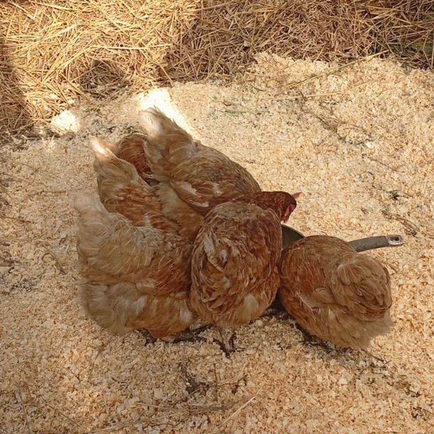 Куры несушки