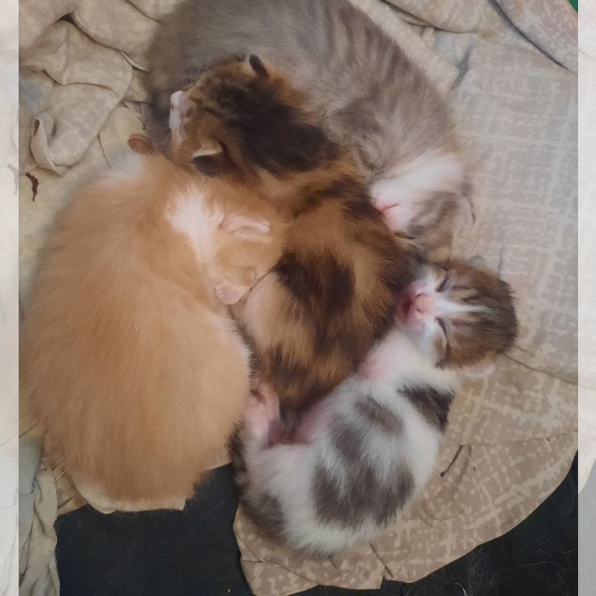 Котята отдам в добрые руки бесплатно