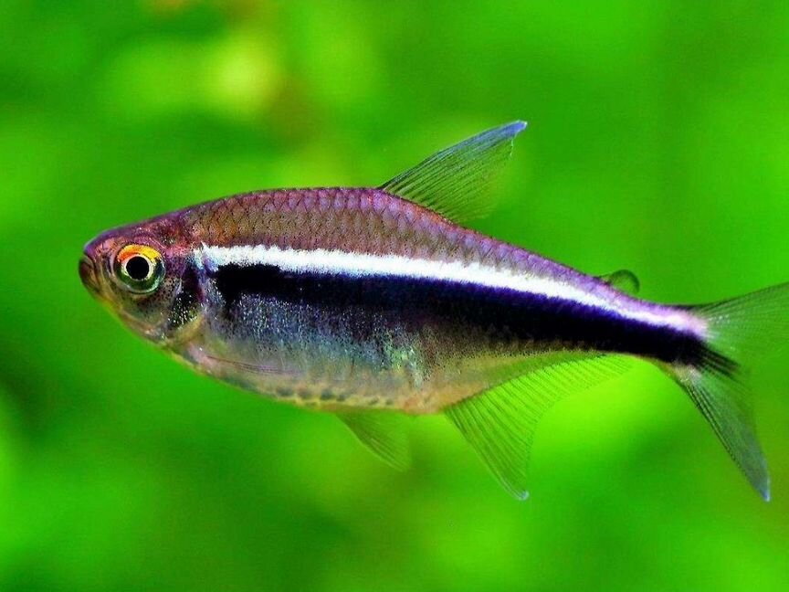 Неон черный