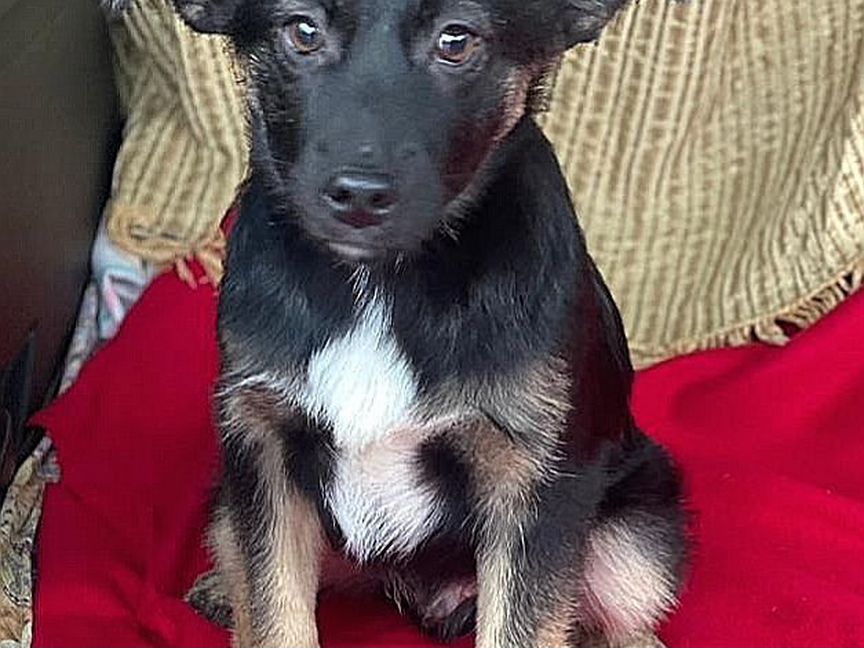 Щенок не большая собачка