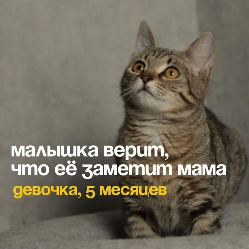 Котёнок в добрые руки