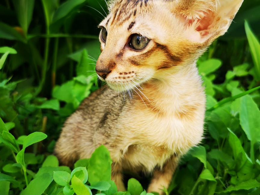 Ориентальные котята