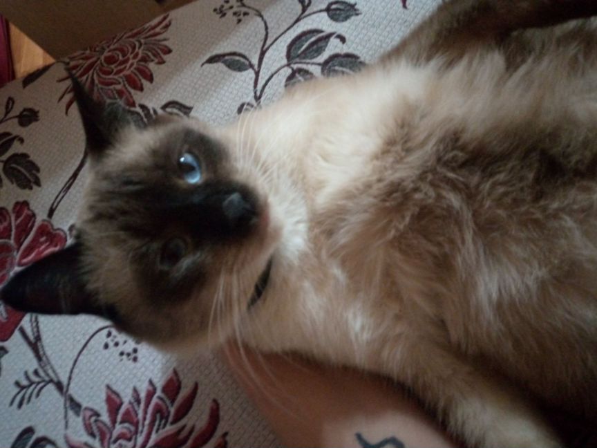 Тайский кот