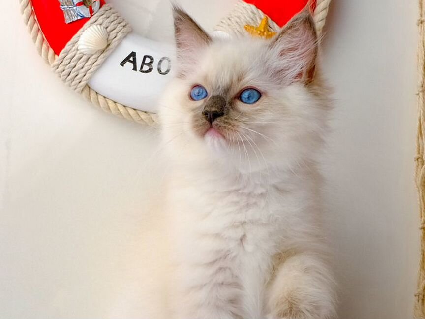 Рэгдолл (ragdoll) мальчик от домашнего питомника
