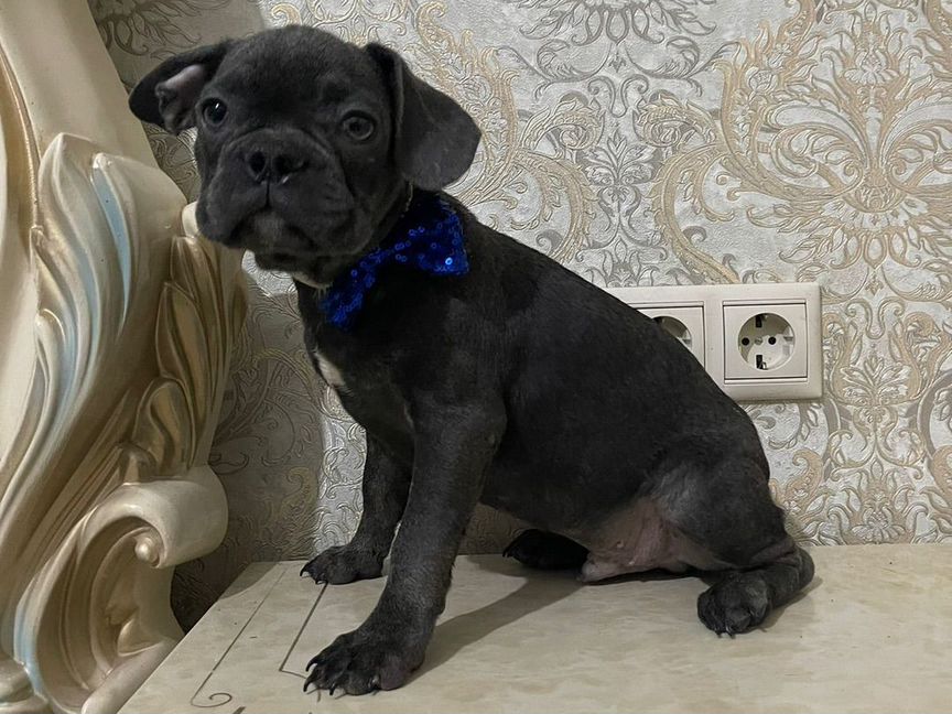 Французский красавец