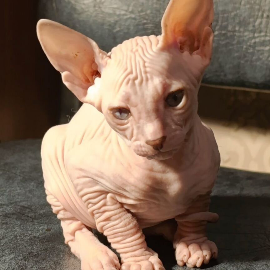 Котенок сфинкс