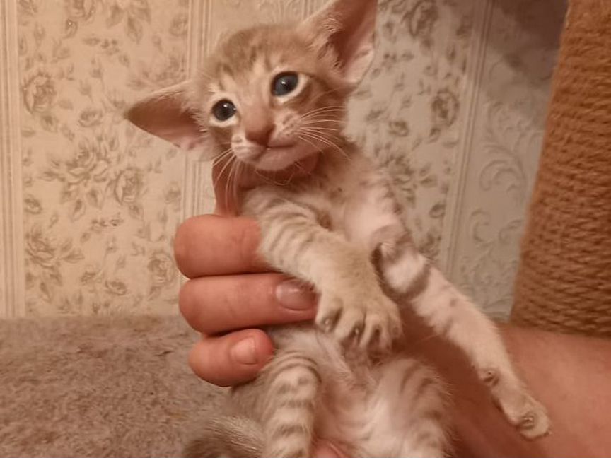 Ориентальные котята