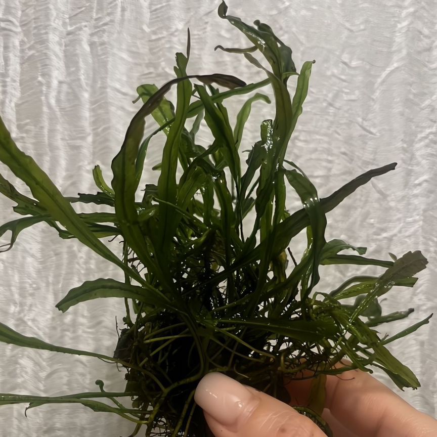 Водоросли для аквариума