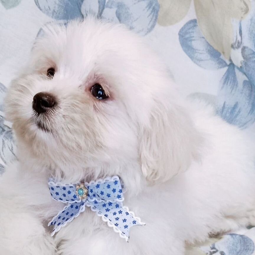 Мальтийская болонка, щенок