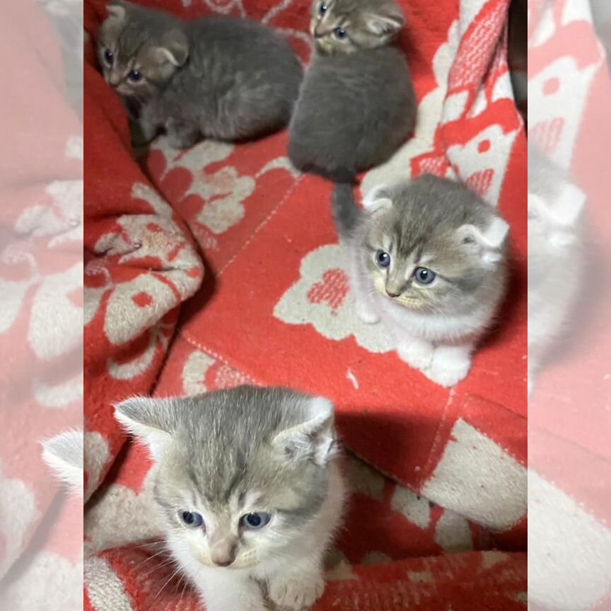Котята плюшевые медвежата