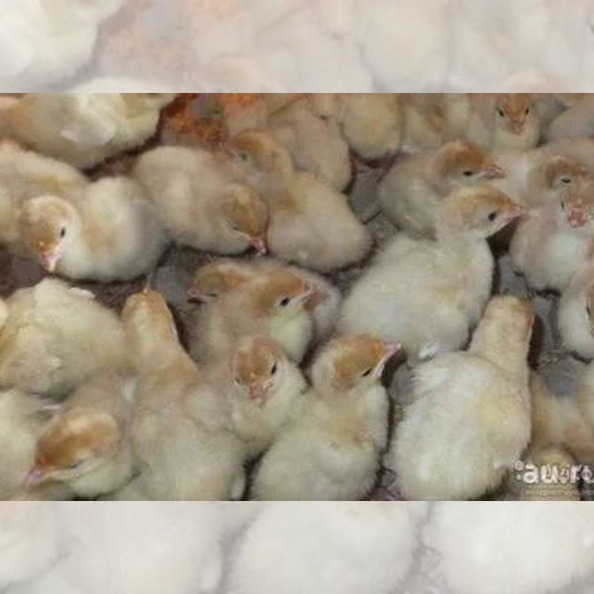 Индюшата Хайбрид Конаертер есть в наличии