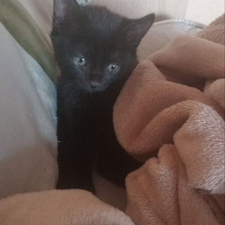 Отдам котенка