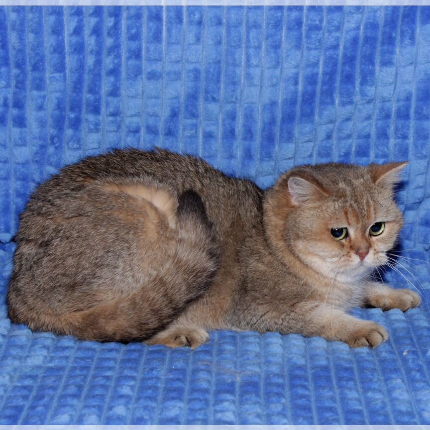 Британская короткошёрстная, взрослая кошка