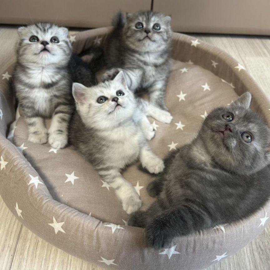 Шотландские котята