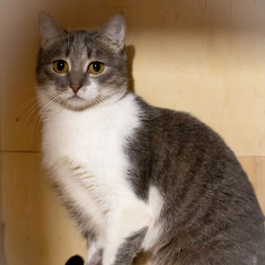 Отдам кошечку в добрые руки