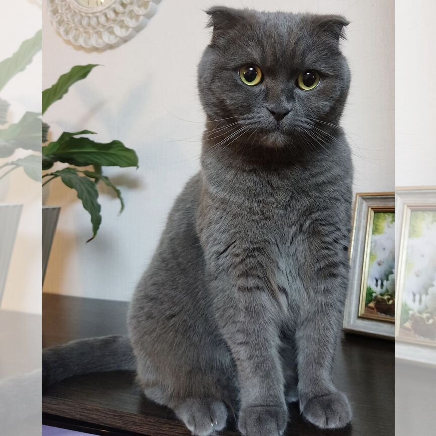 Шотландская вислоухая короткошёрстная, взрослая кошка