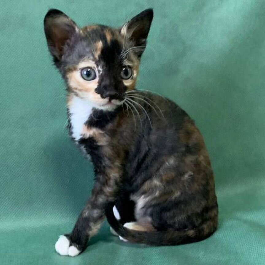 Уральский рекс котёнок