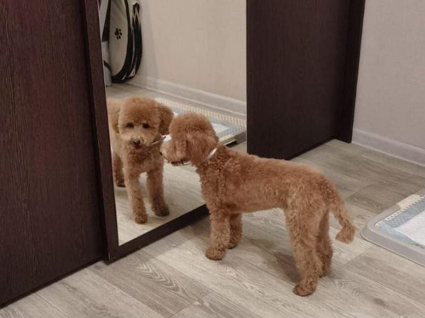 Мальтипу любовашка