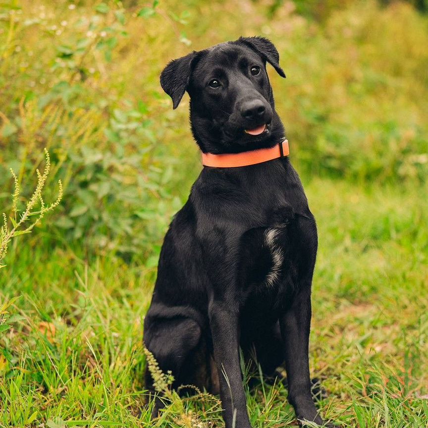 Собака в добрые руки отдам бесплатно