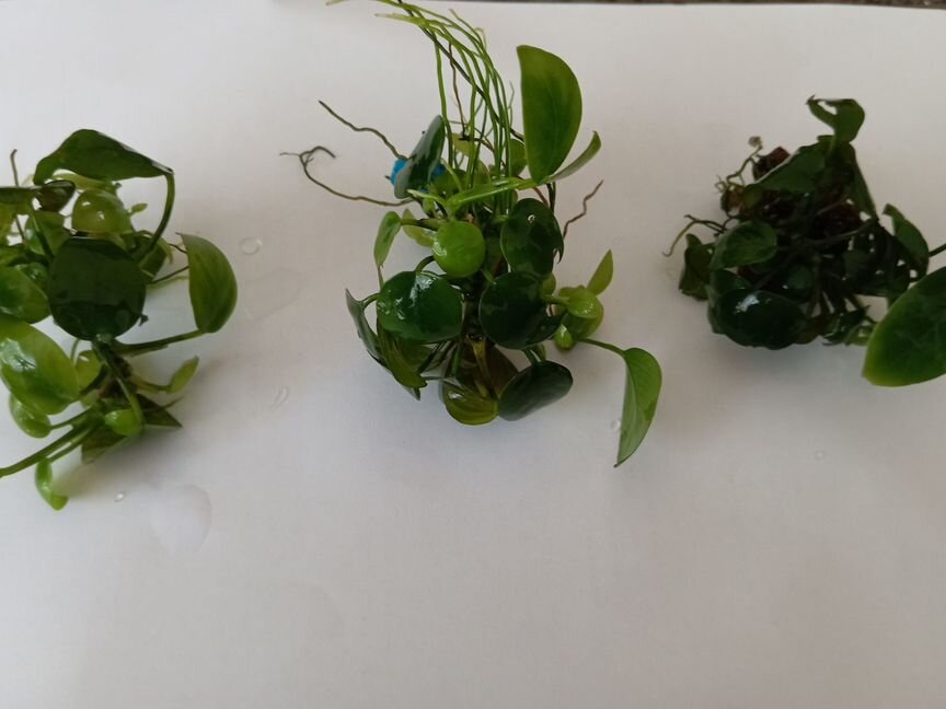 Анубиас нана петит