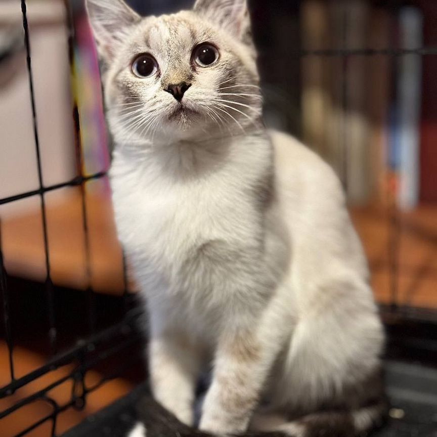 Котята в добрые руки бесплатно