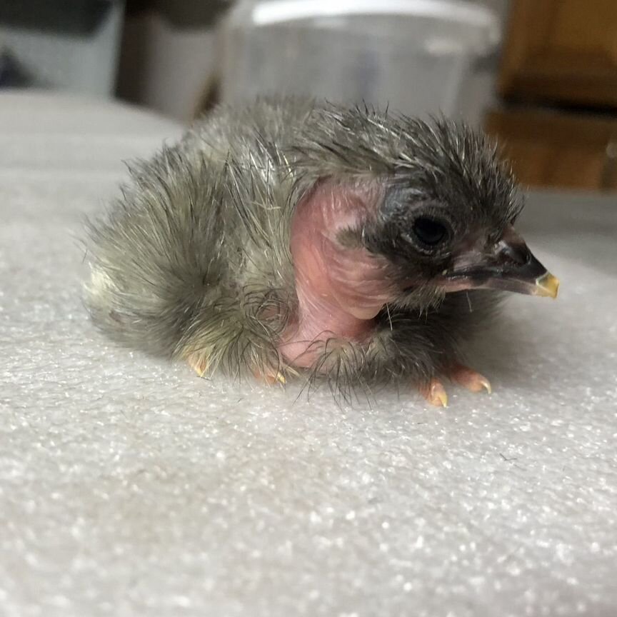 Цыплята суточные - голошейка