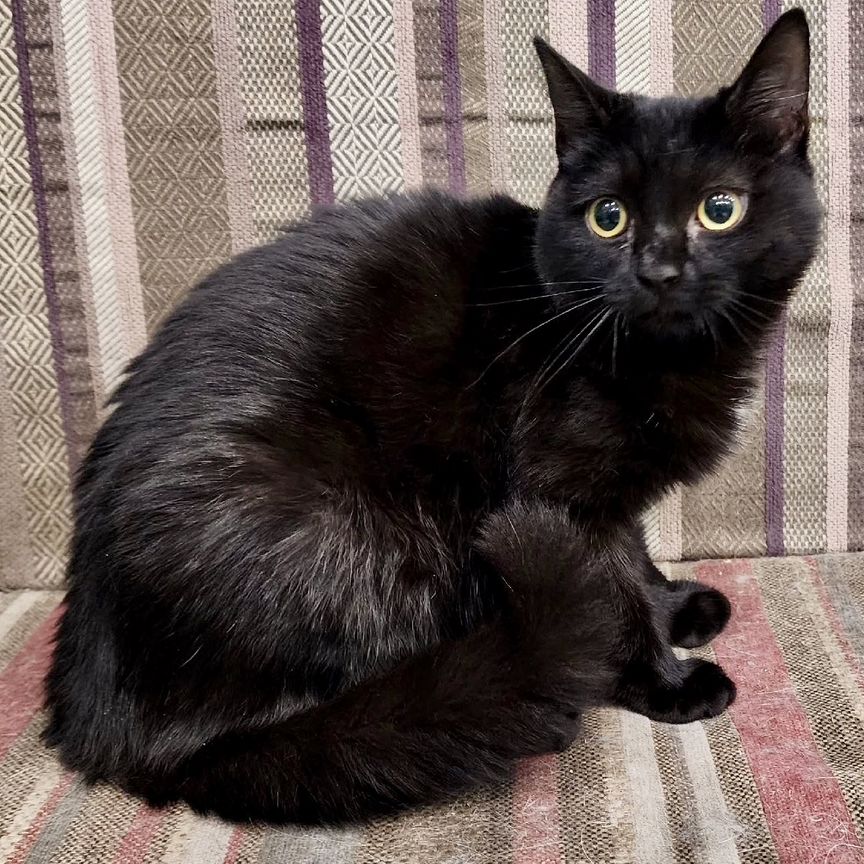 Кошка с поломанной лапкой