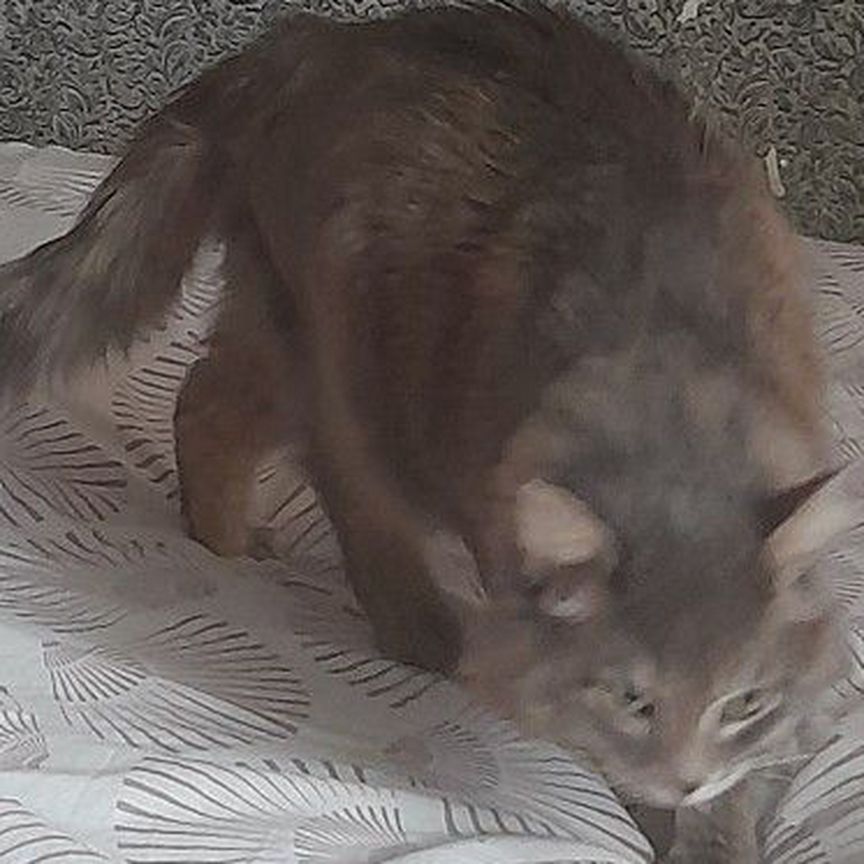 Взрослый кот в добрые руки