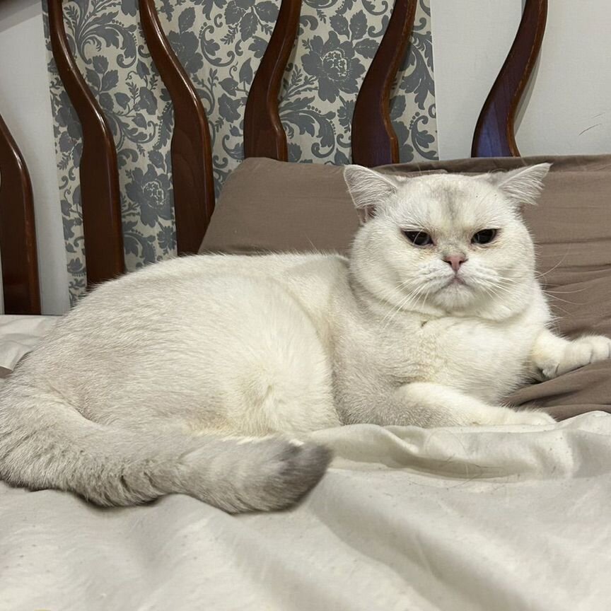 Кот серебристая шиншилла в добрые руки