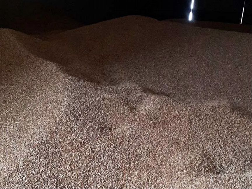 Фуражный горох, Семечко на корм/посев