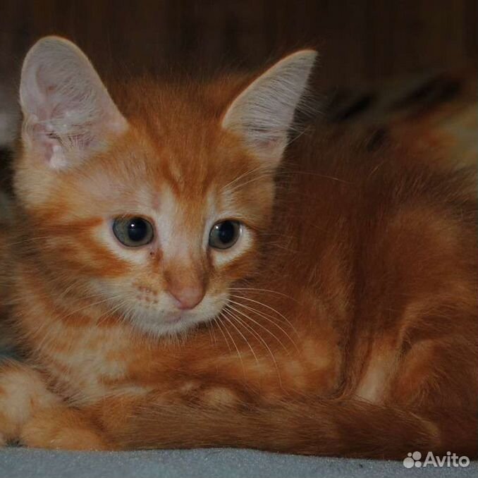 Чудесный рыжий котик