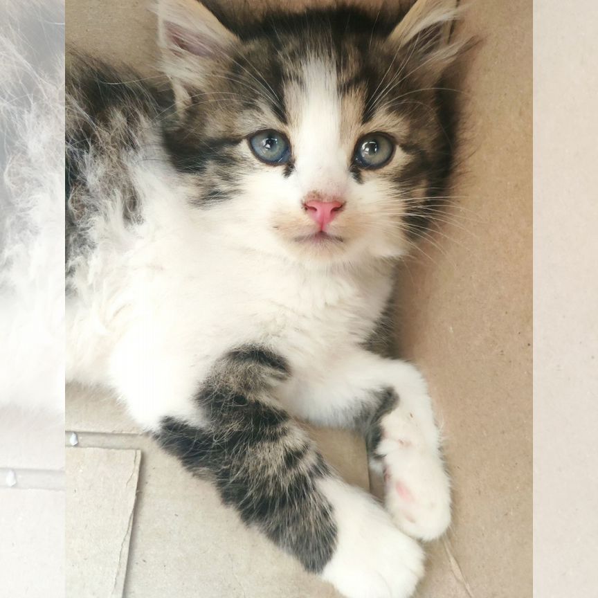 Котенок мальчик ищет дом