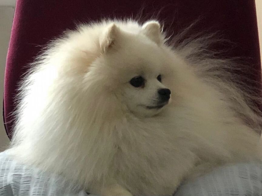 Шпиц белый. Вязка