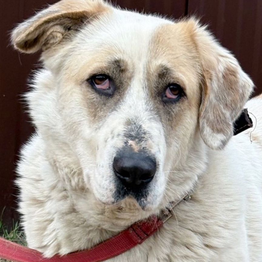 Среднеазиатская овчарка, взрослая собака