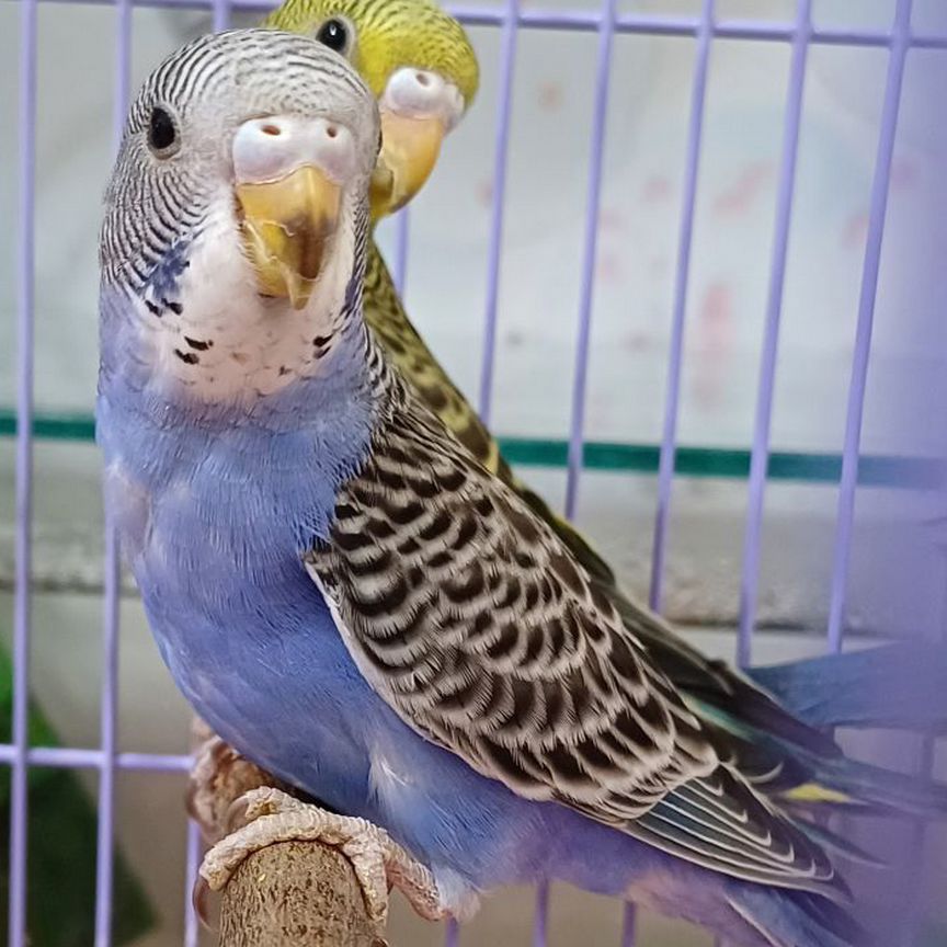 Птенцы волнистых попугаев