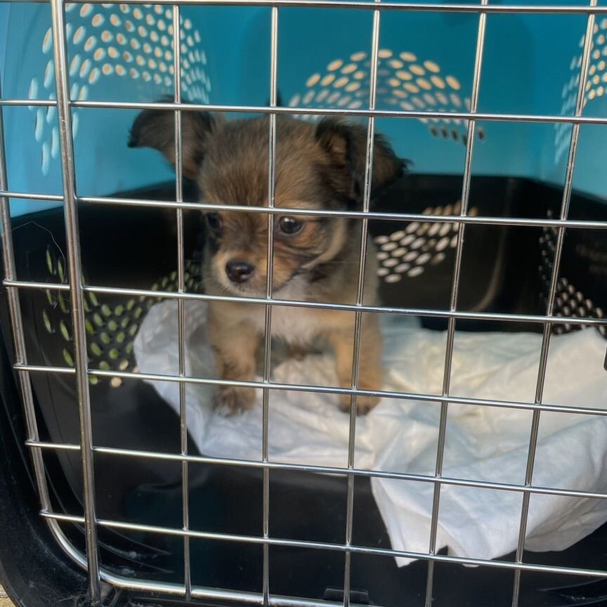 Продам щенка чихуахуа мальчик 3 месяца