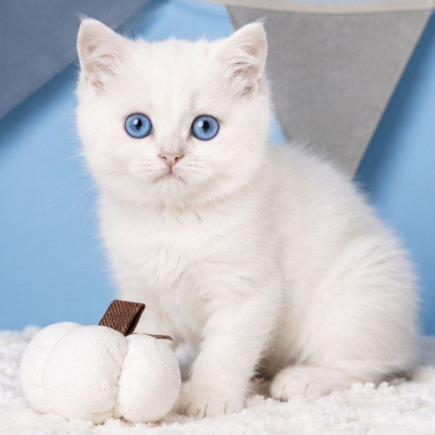 Британский короткошёрстный котёнок