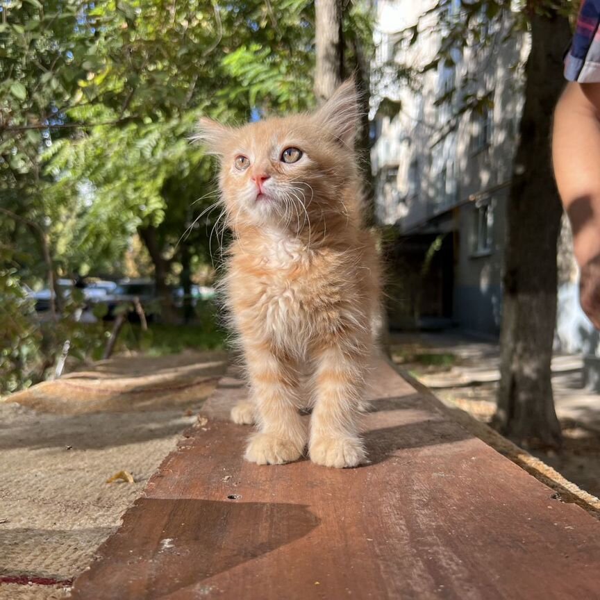 Истинный гриффиндорец (рыжий котенок) ищет своих в