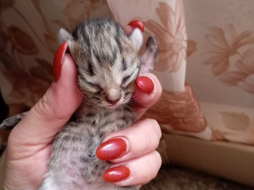 Котята в добрые руки бесплатно мальчик