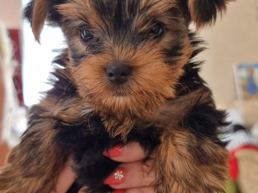 Продам щенков йоркширского терьера