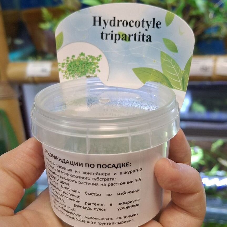 Меристемные растения