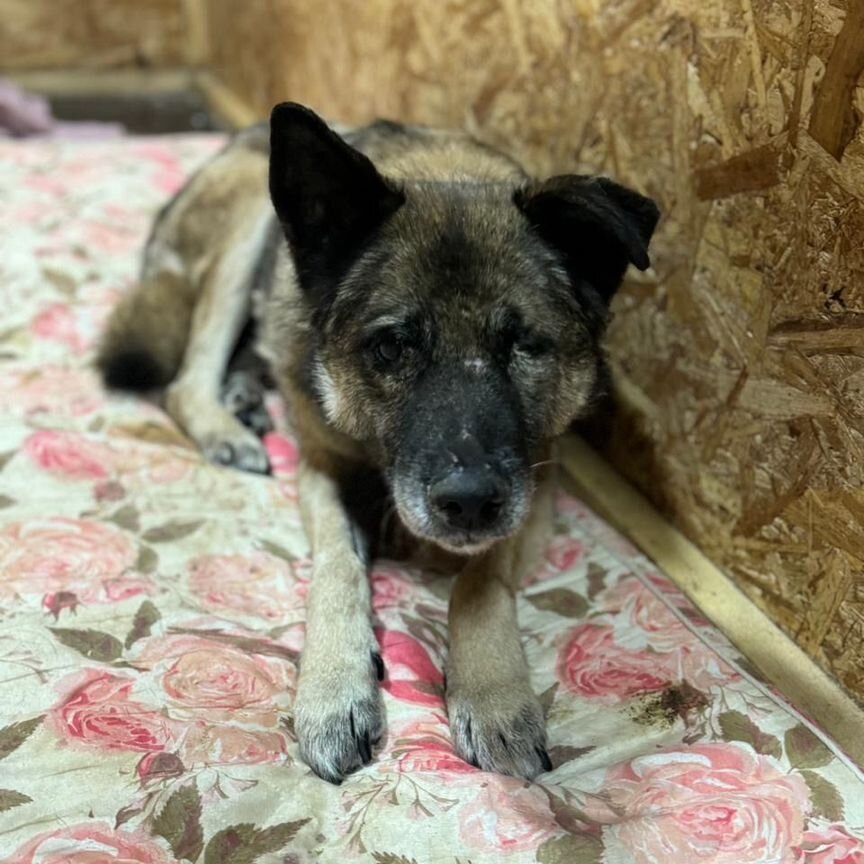 Пёс Джорджи в добрые руки