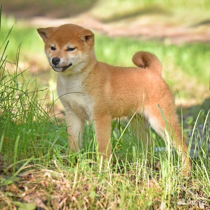 Щенки сиба шиба ину, породистые детки