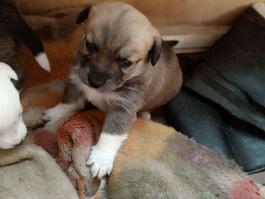 Щенята в добрые руки мама среднего роста