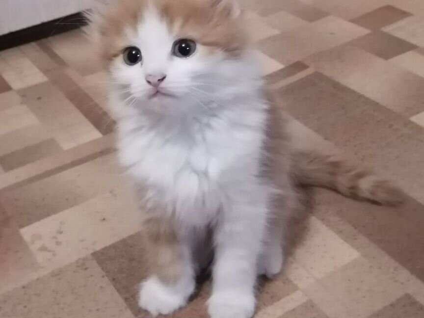 Котята