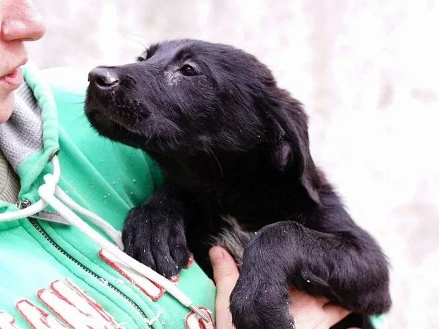 Щенок Блэкки